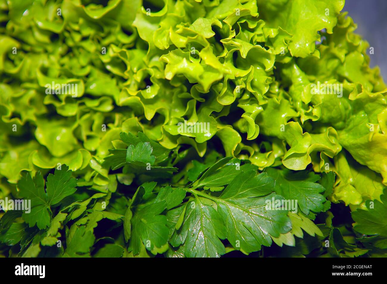 Fresh Leaf lettuce ready to use in salad . Vegetable rich in vitamins ...