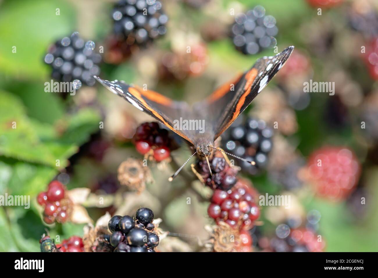 Green hedgerow insects hi-res stock photography and images - Alamy