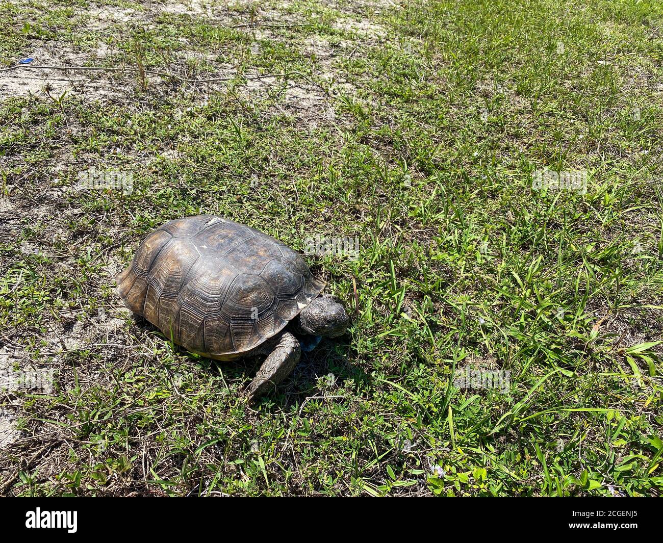 Florida gopher turtle hi-res stock photography and images - Alamy