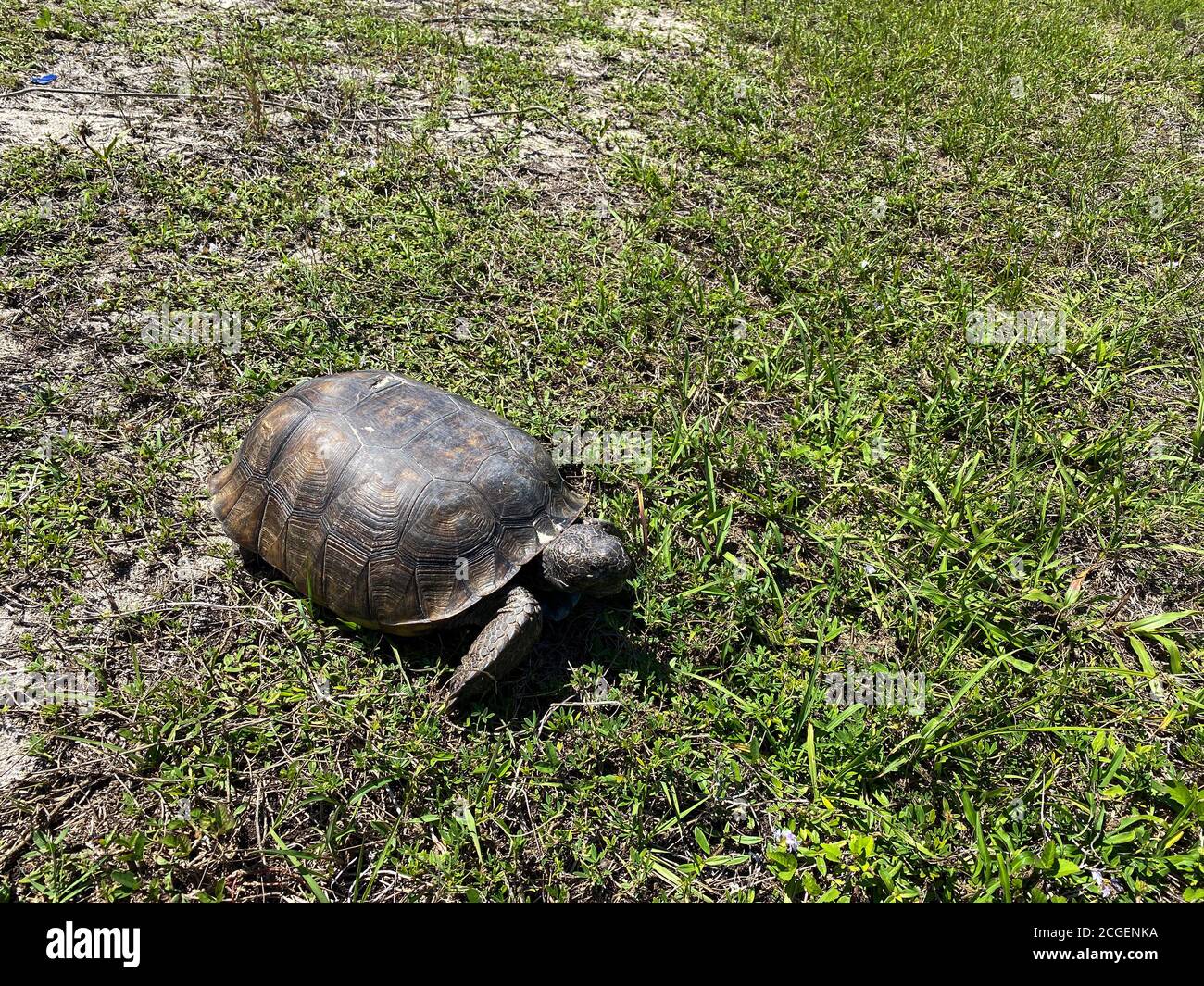 A gopher tortoise walking on a grassy area in Florida Stock Photo - Alamy