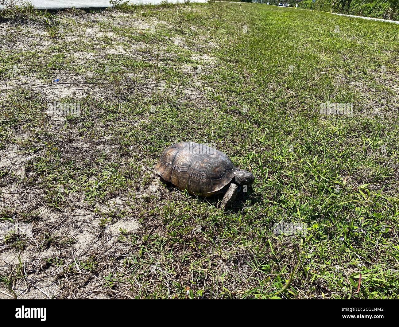 Florida gopher turtle hi-res stock photography and images - Alamy