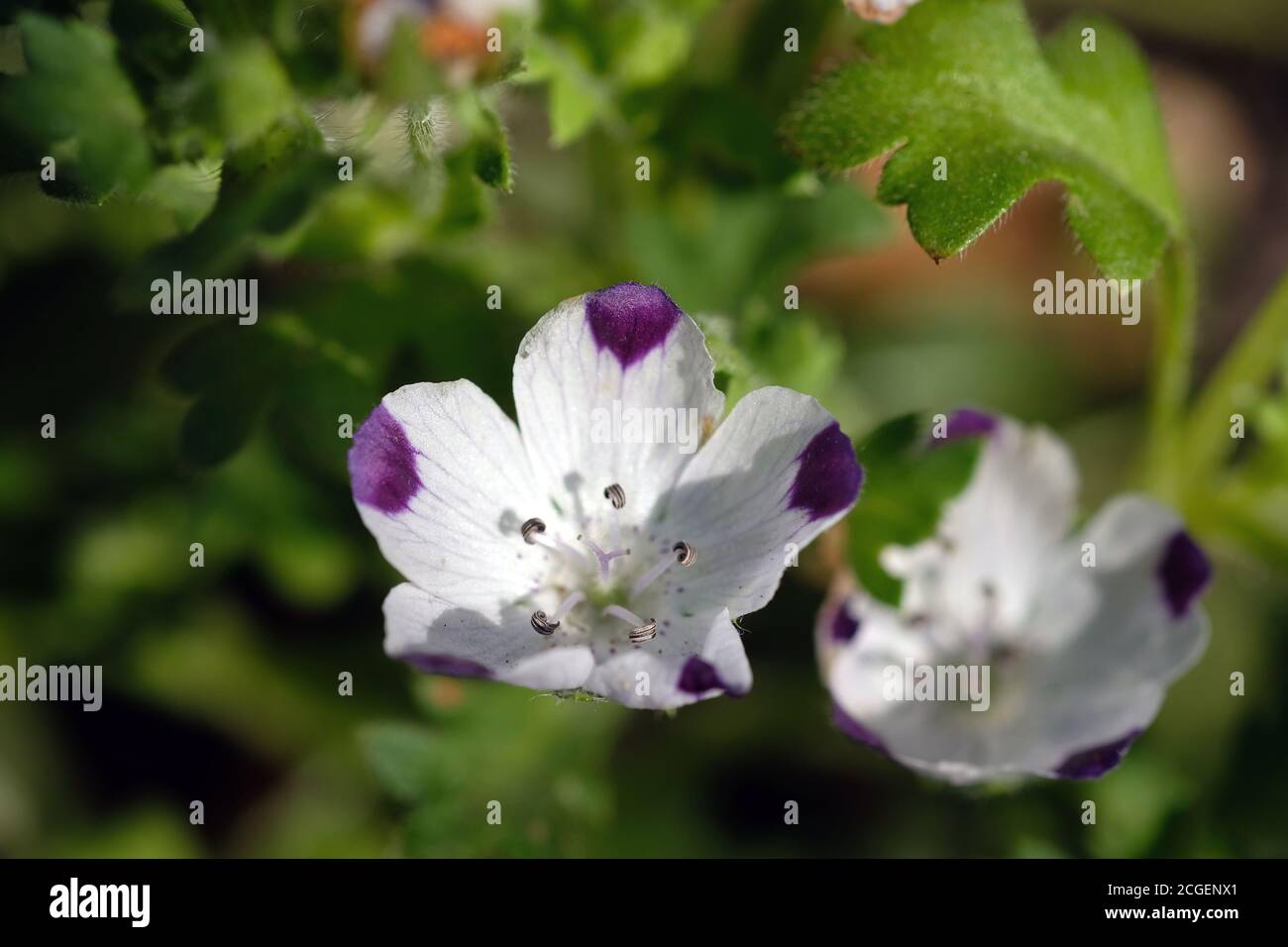 Purple speck hi-res stock photography and images - Alamy