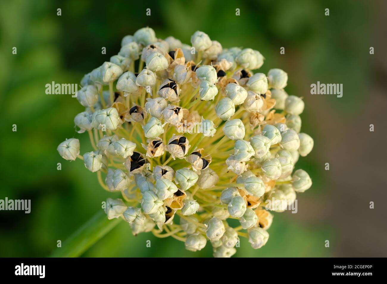 spherical inflorescence of onion close-up. black onion seeds in the ...