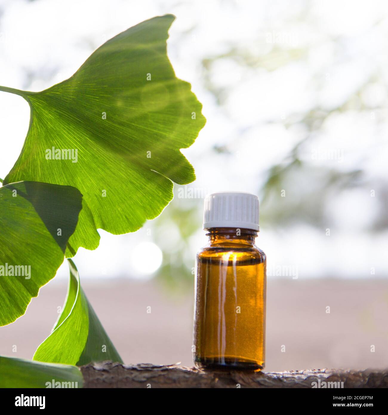 Big ginkgo tree hi-res stock photography and images - Alamy