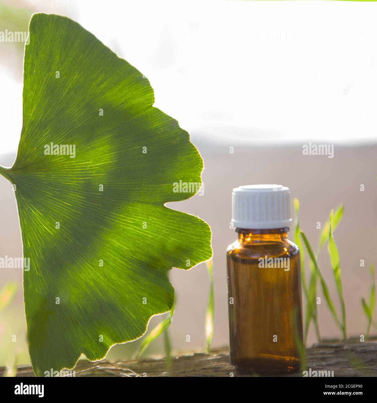 Big ginkgo tree hi-res stock photography and images - Alamy