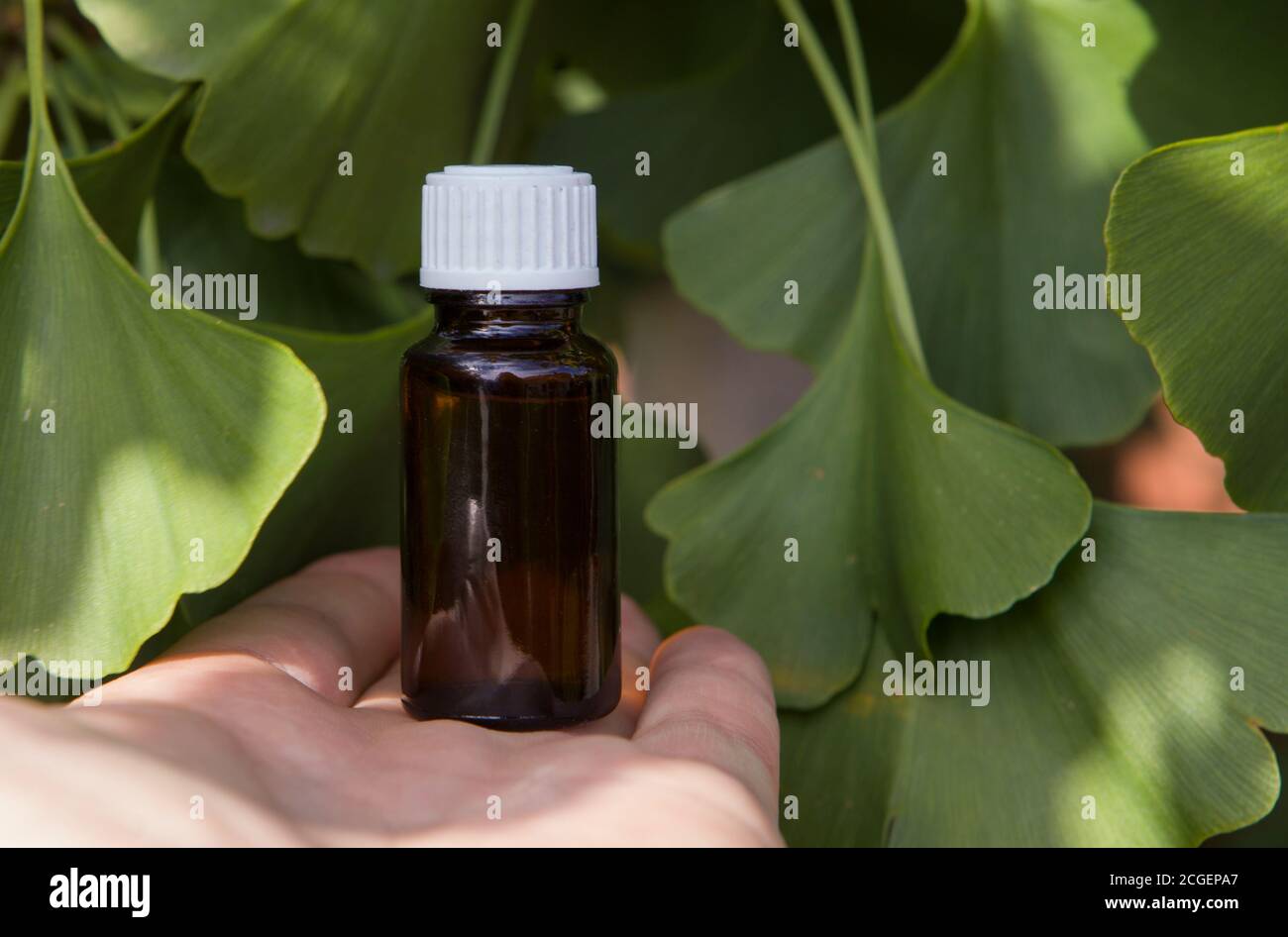 Herb ginkgo biloba hi-res stock photography and images - Alamy