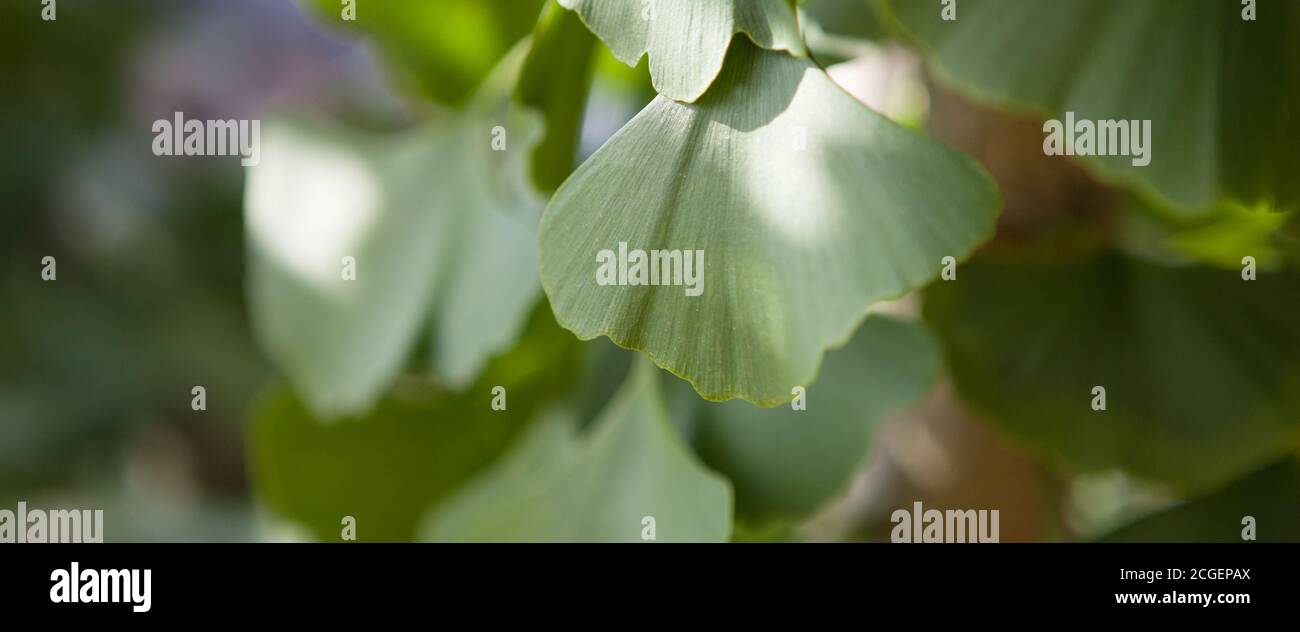Ginkgo leaf background with copy space - banner Stock Photo - Alamy