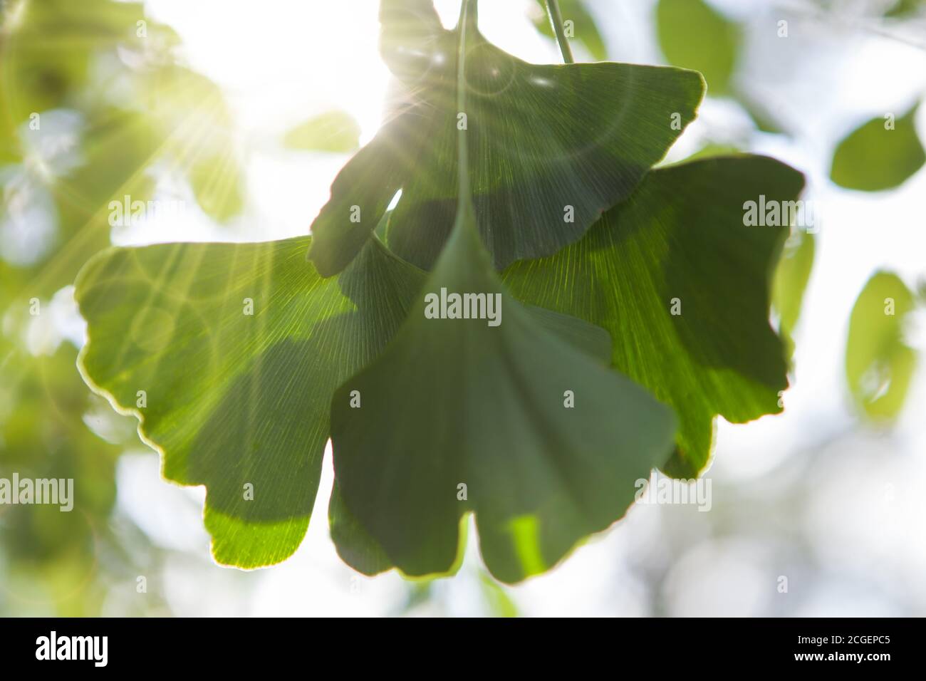 Ginkgo leaf background with copy space. Rays of the sun Stock Photo - Alamy