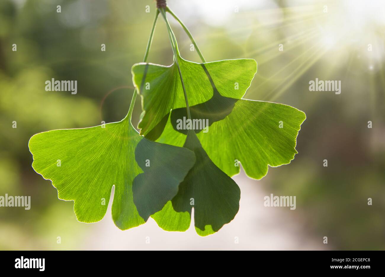 Ginkgo leaves ginkgo biloba hi-res stock photography and images - Alamy