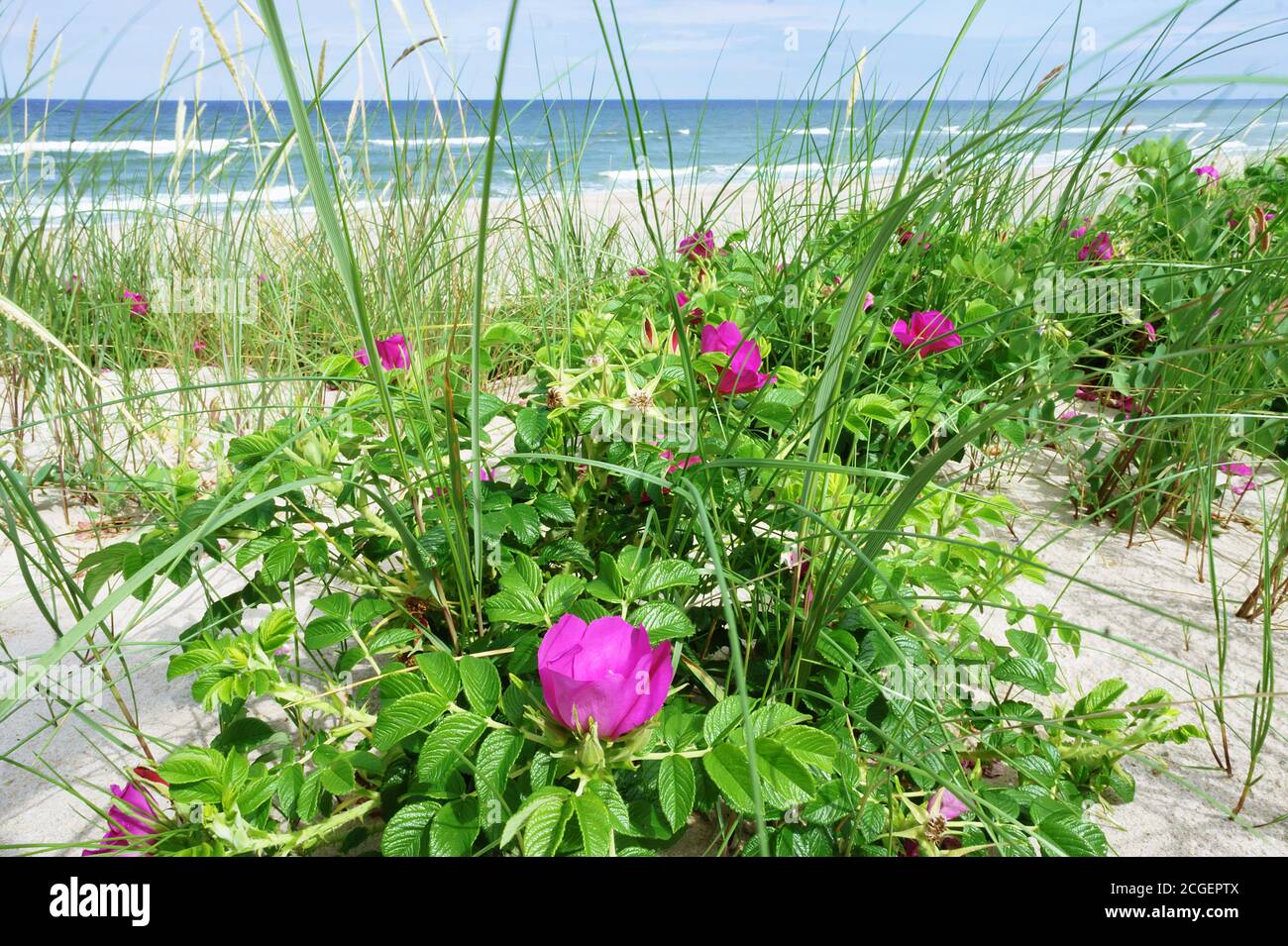 rosehip medicinal on the beach, wild rose Bush Stock Photo - Alamy