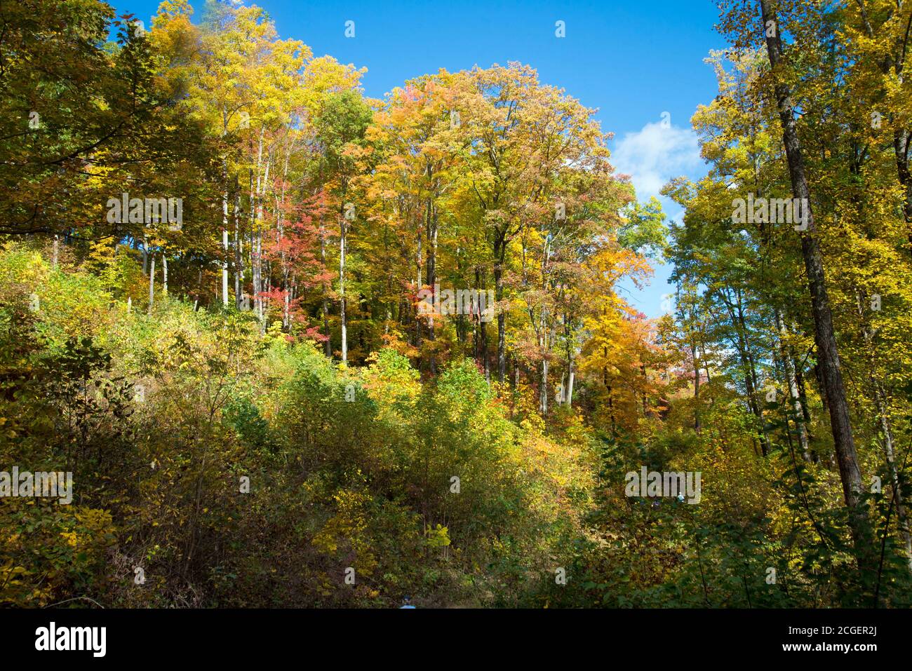 Autumn tress hi-res stock photography and images - Alamy