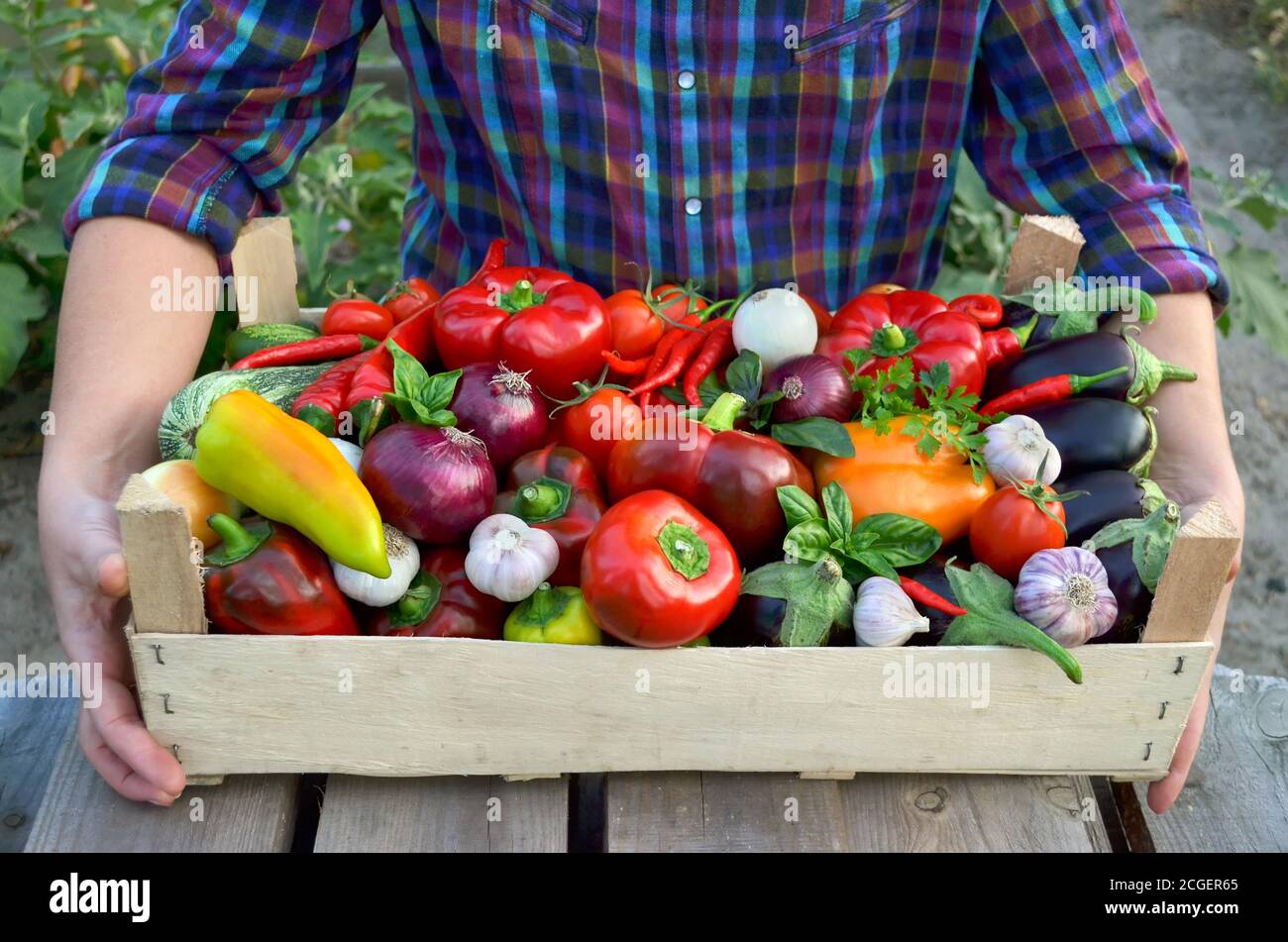 Harvest fresh vegetables in a wooden box in the hands of the farmer ...
