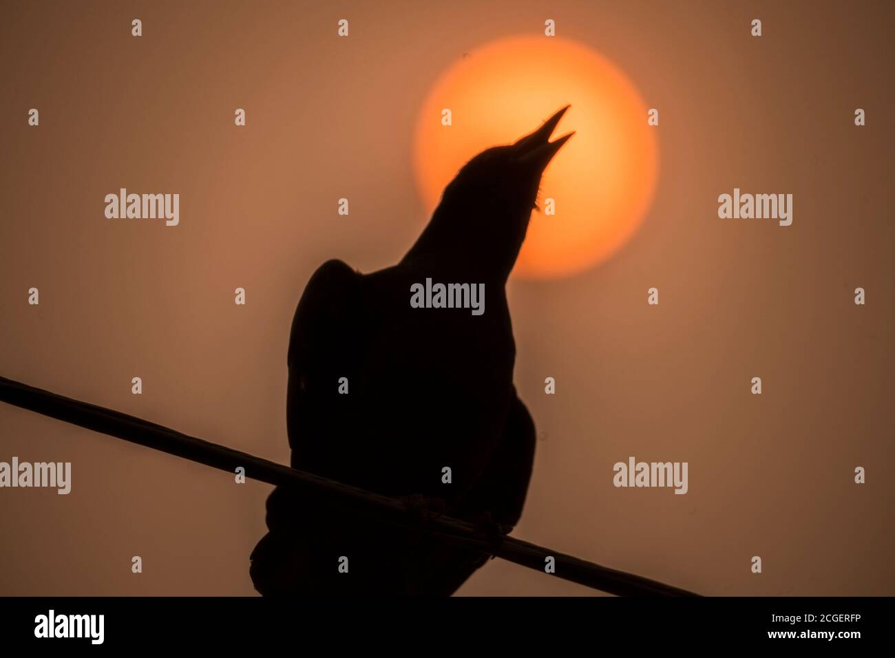 Smoke crow hi-res stock photography and images - Alamy