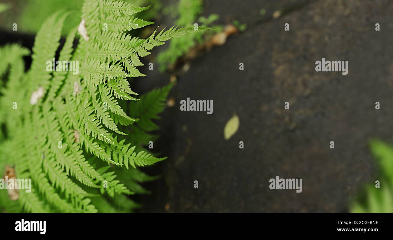 Fresh beautiful leaf of a green fern plant with raindrops on the ...