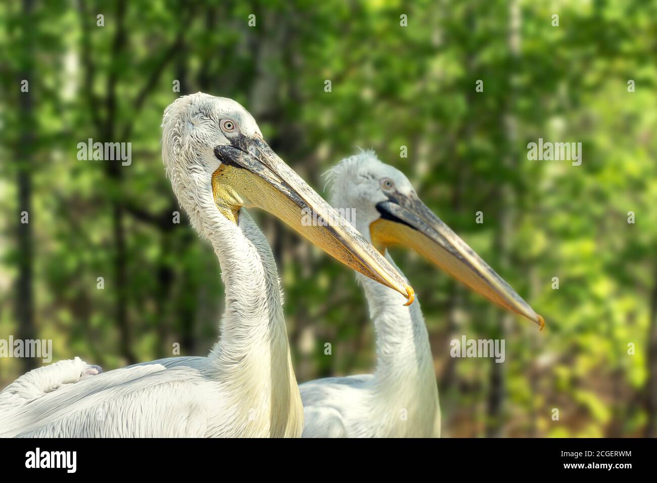 White long neck bird with yellow beak hi-res stock photography and ...