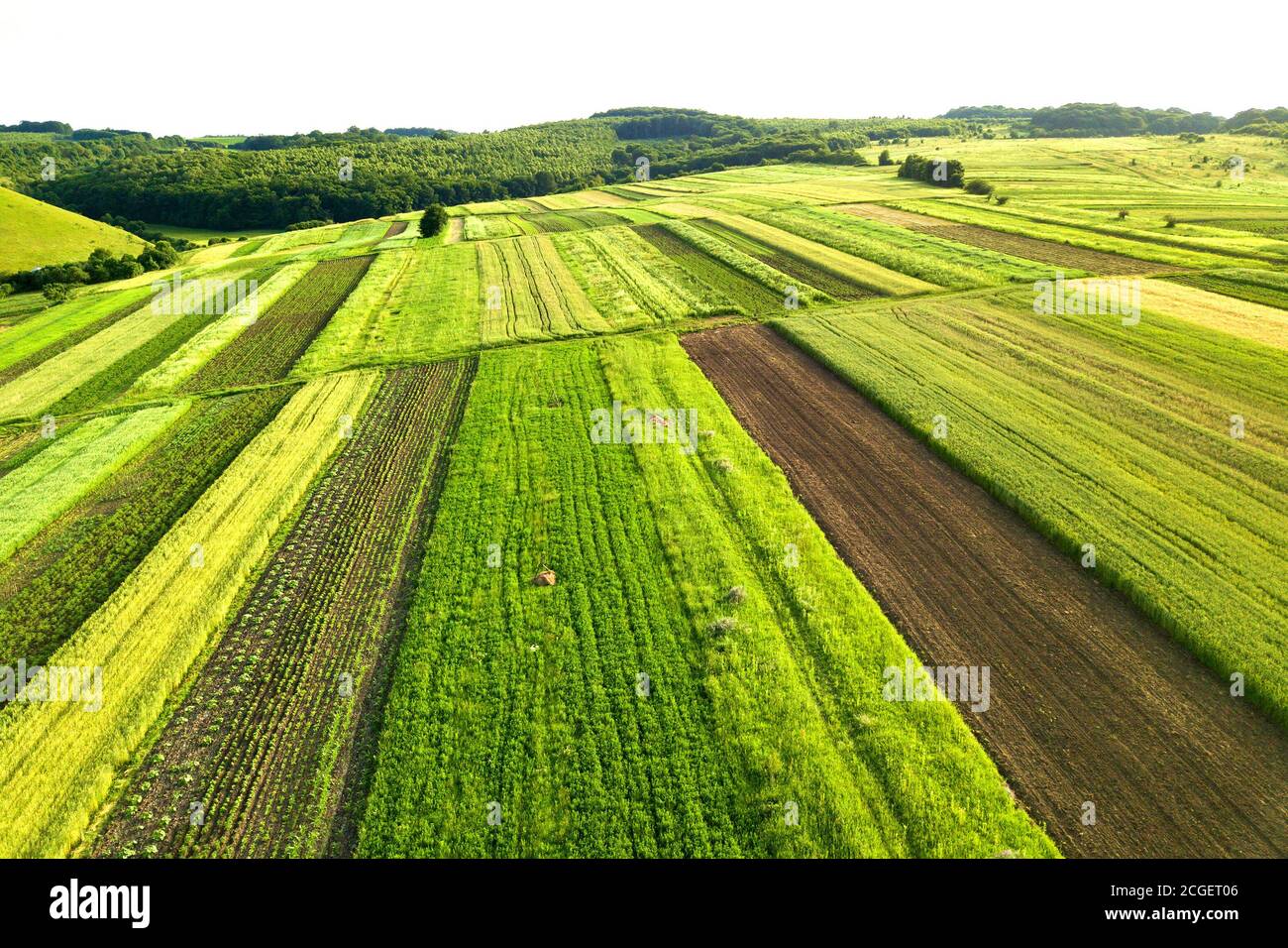 Aerial view of green agricultural fields in spring with fresh ...