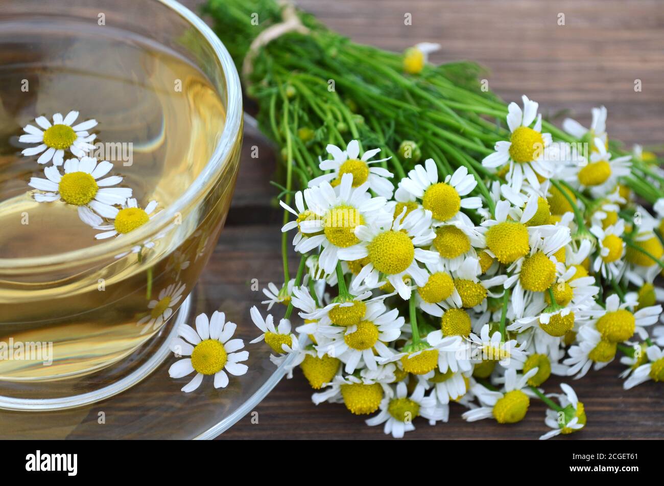 Matricaria chamomilla matricaria recutita or german chamomile hi-res ...