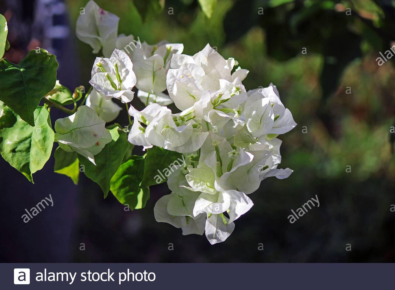 Papelillo High Resolution Stock Photography and Images - Alamy