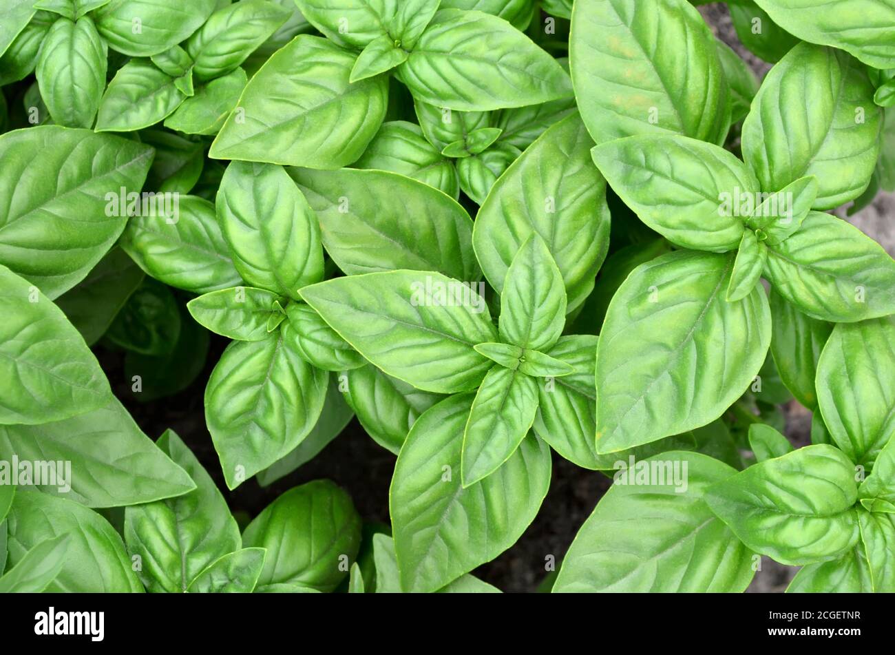 Top view fresh basil hi-res stock photography and images - Alamy