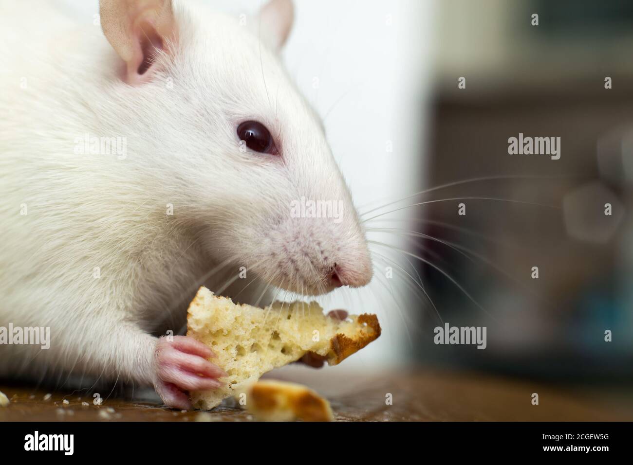 Lab rat , lab mouse, eating hi-res stock photography and images - Alamy