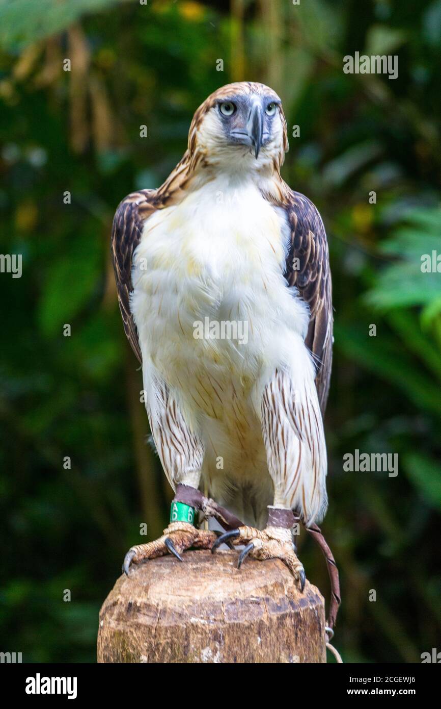 An endangered Philippine eagle in captivity at the Philippine Eagle ...