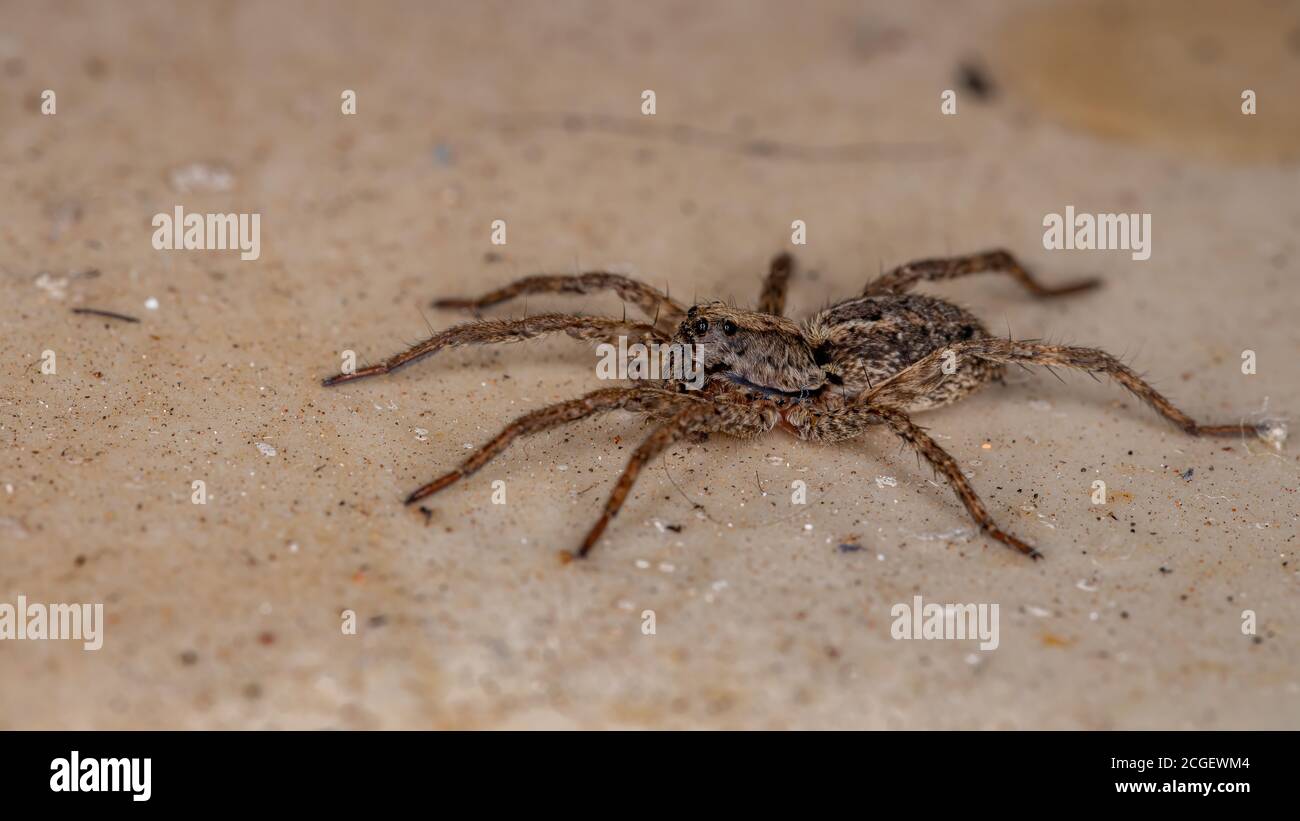 Wolf Spider of the Family Lycosidae Stock Photo - Alamy