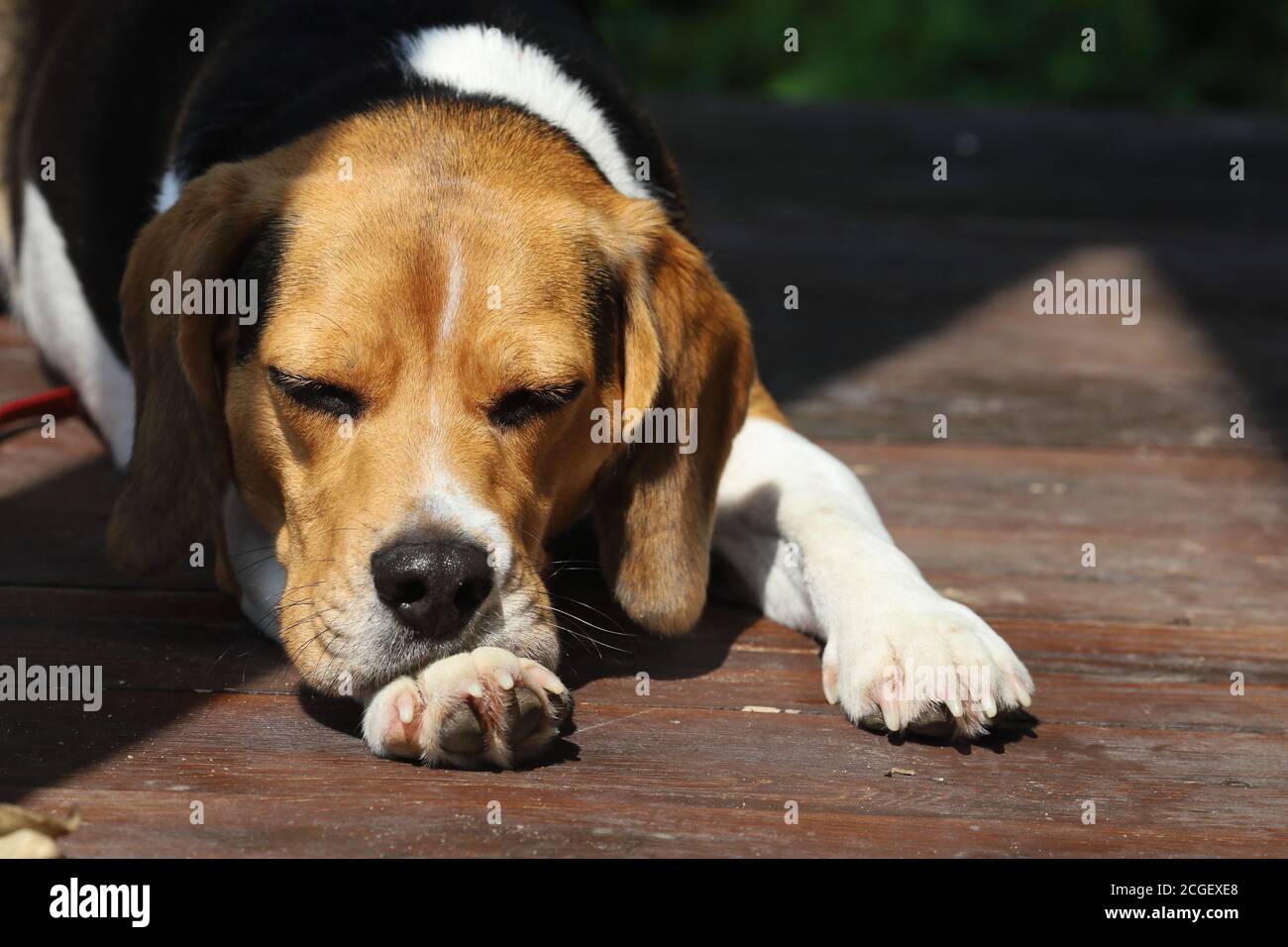 Beagle dog portrait Stock Photo - Alamy