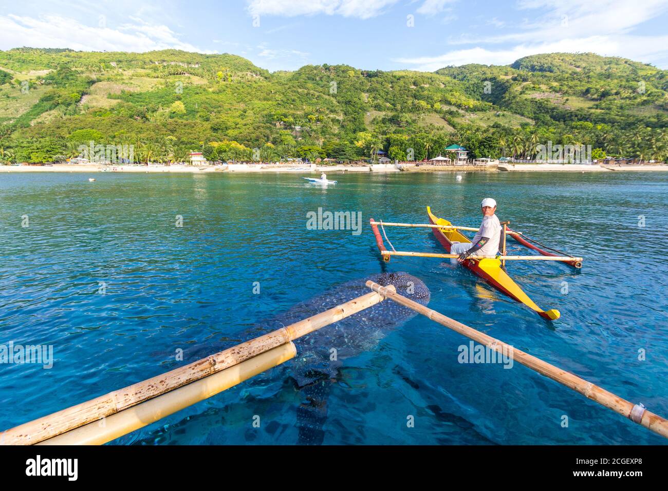 Whale shark watching in Oslob, Cebu Stock Photo - Alamy
