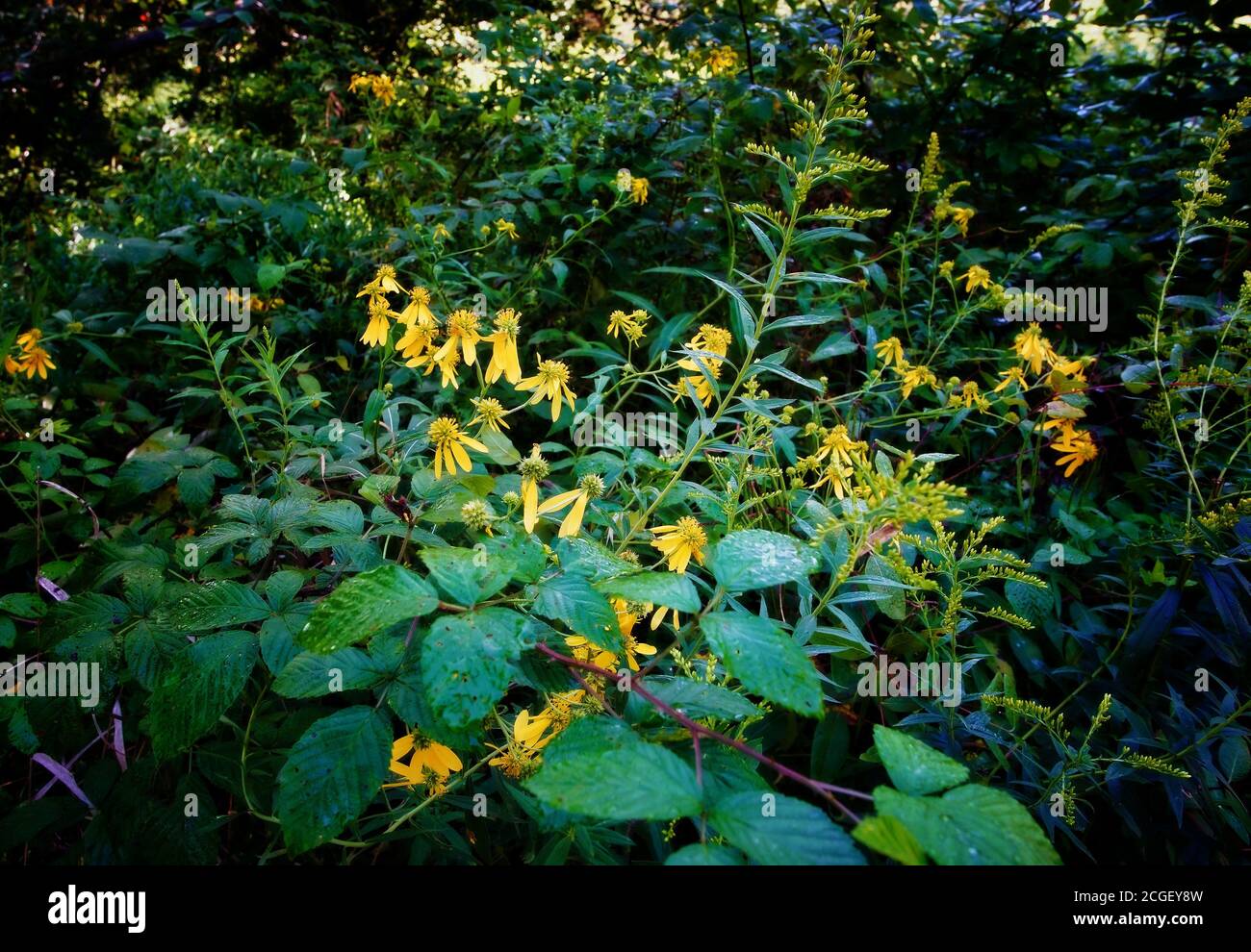 Tangled weeds and wildflowers in a meadow setting Stock Photo - Alamy