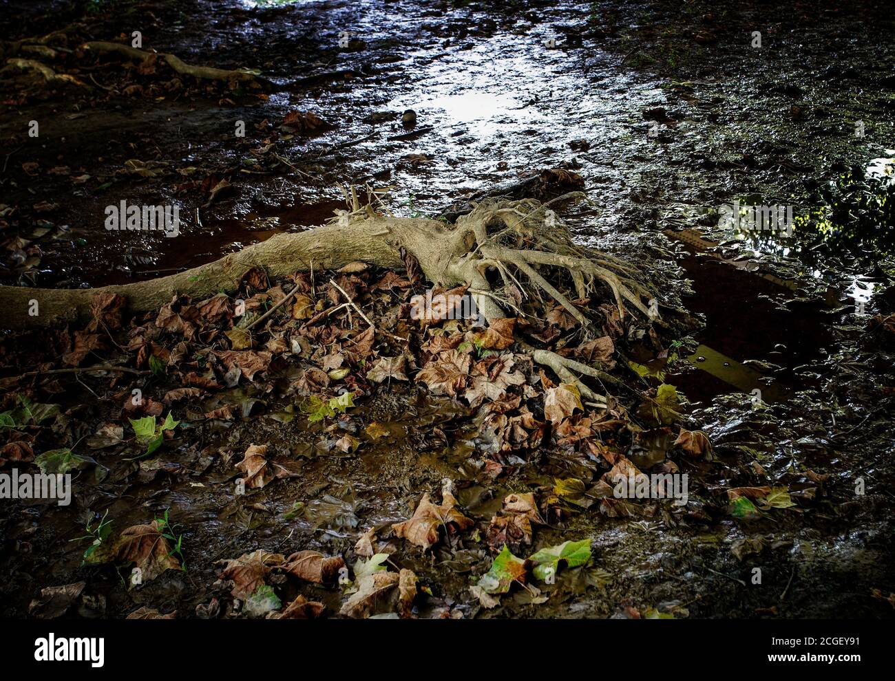 Leaves and tree stub ina muddy section under a bridge Stock Photo - Alamy