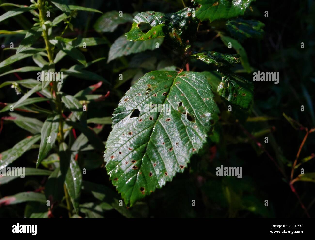 Plant molting hi-res stock photography and images - Alamy