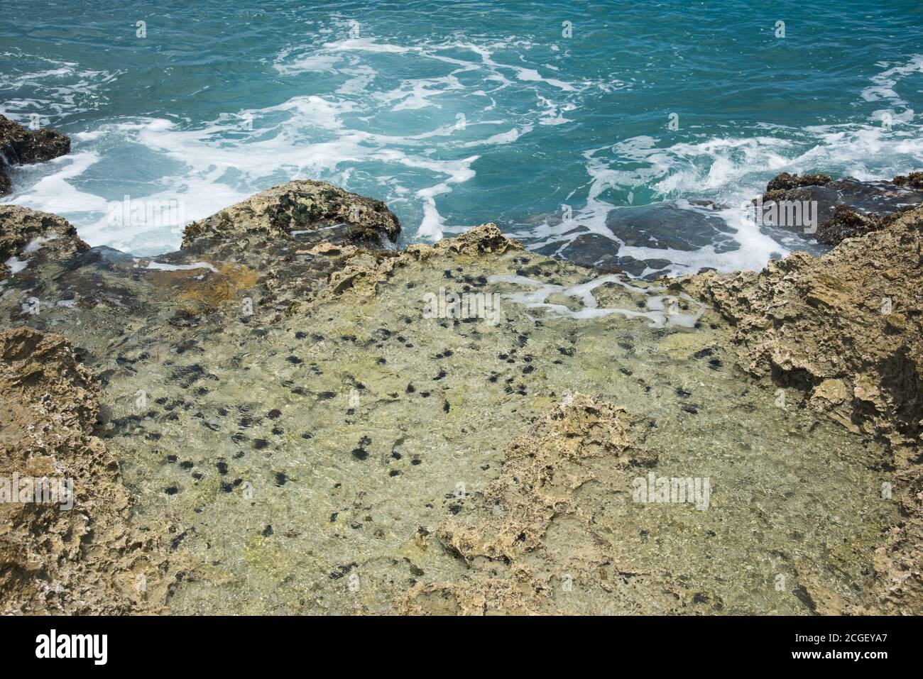 Sea urchins in the natural tide pools at Monk's Bath in Frederiksted on ...