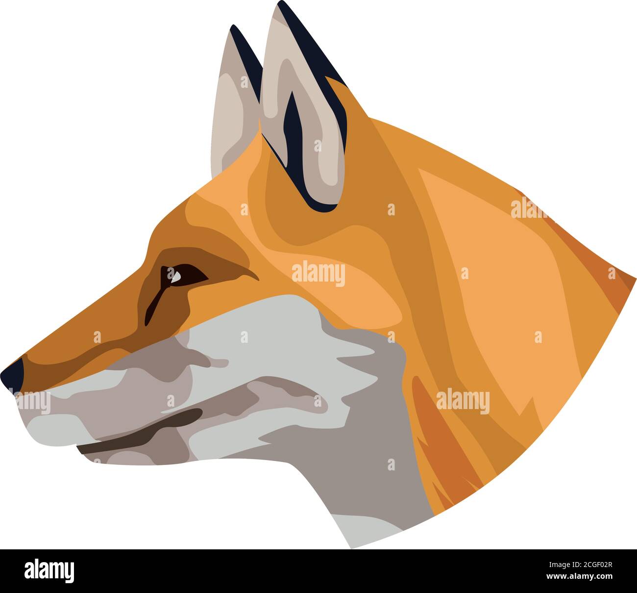 Fox head side Cut Out Stock Images & Pictures - Alamy