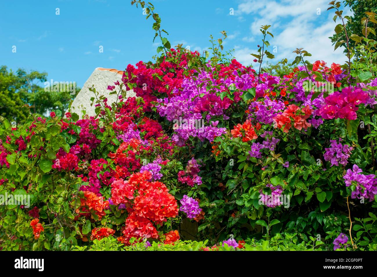 Bougainvillea flowers in Playa del Carmen on the Riviera Maya near ...
