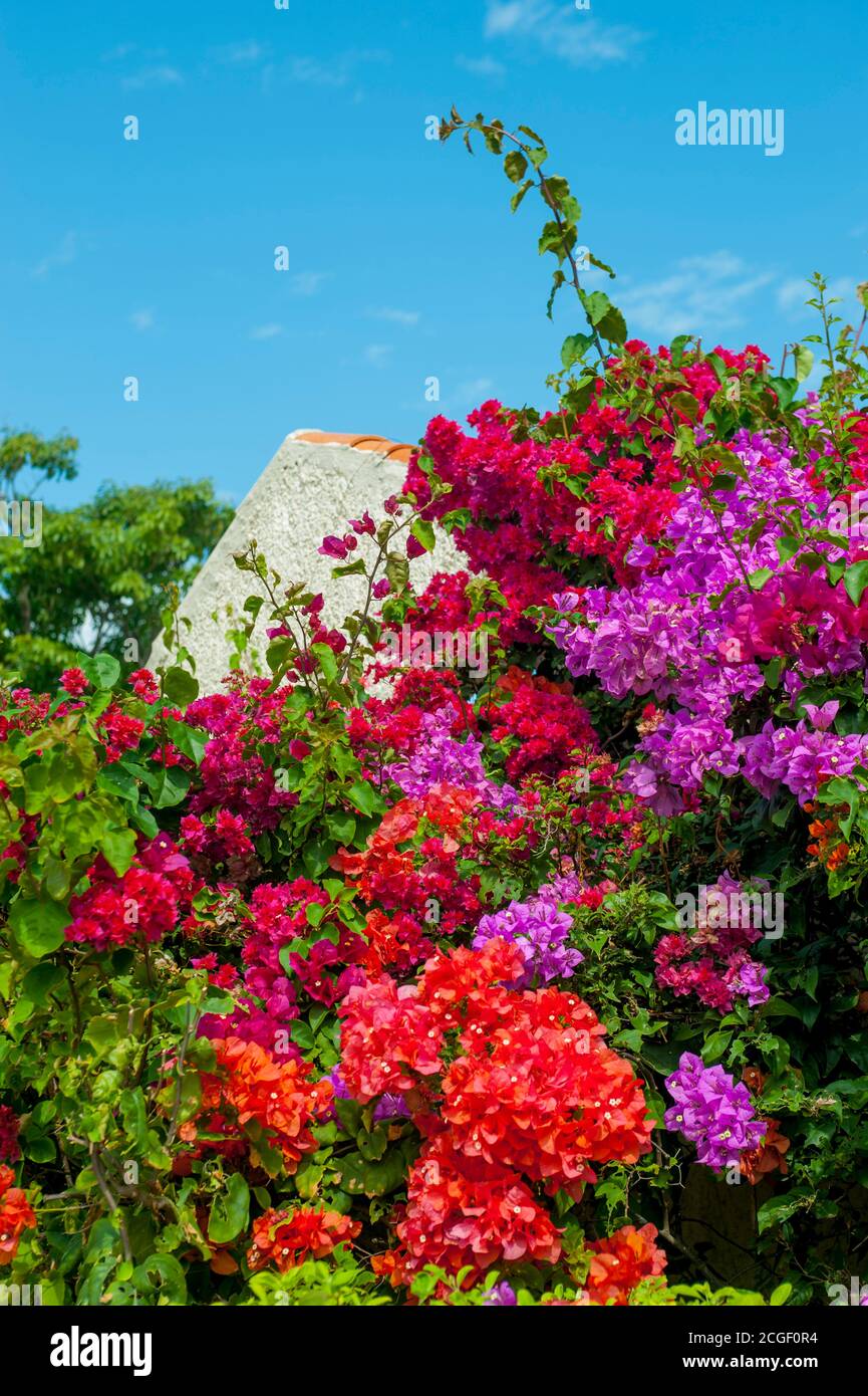 Bougainvillea flowers in Playa del Carmen on the Riviera Maya near ...