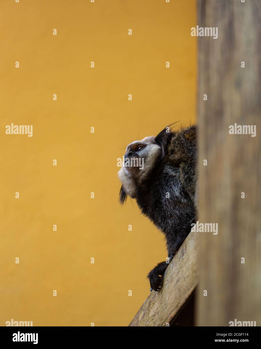 Little monkey from the north of Brazil. Endangered wild animal. Primate ...