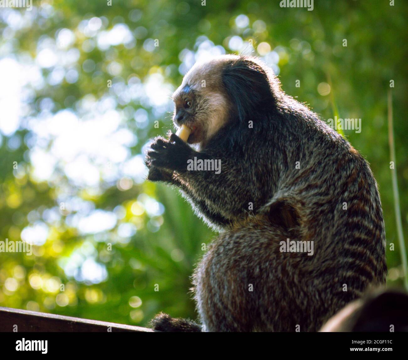 Little monkey from the north of Brazil. Endangered wild animal. Primate ...