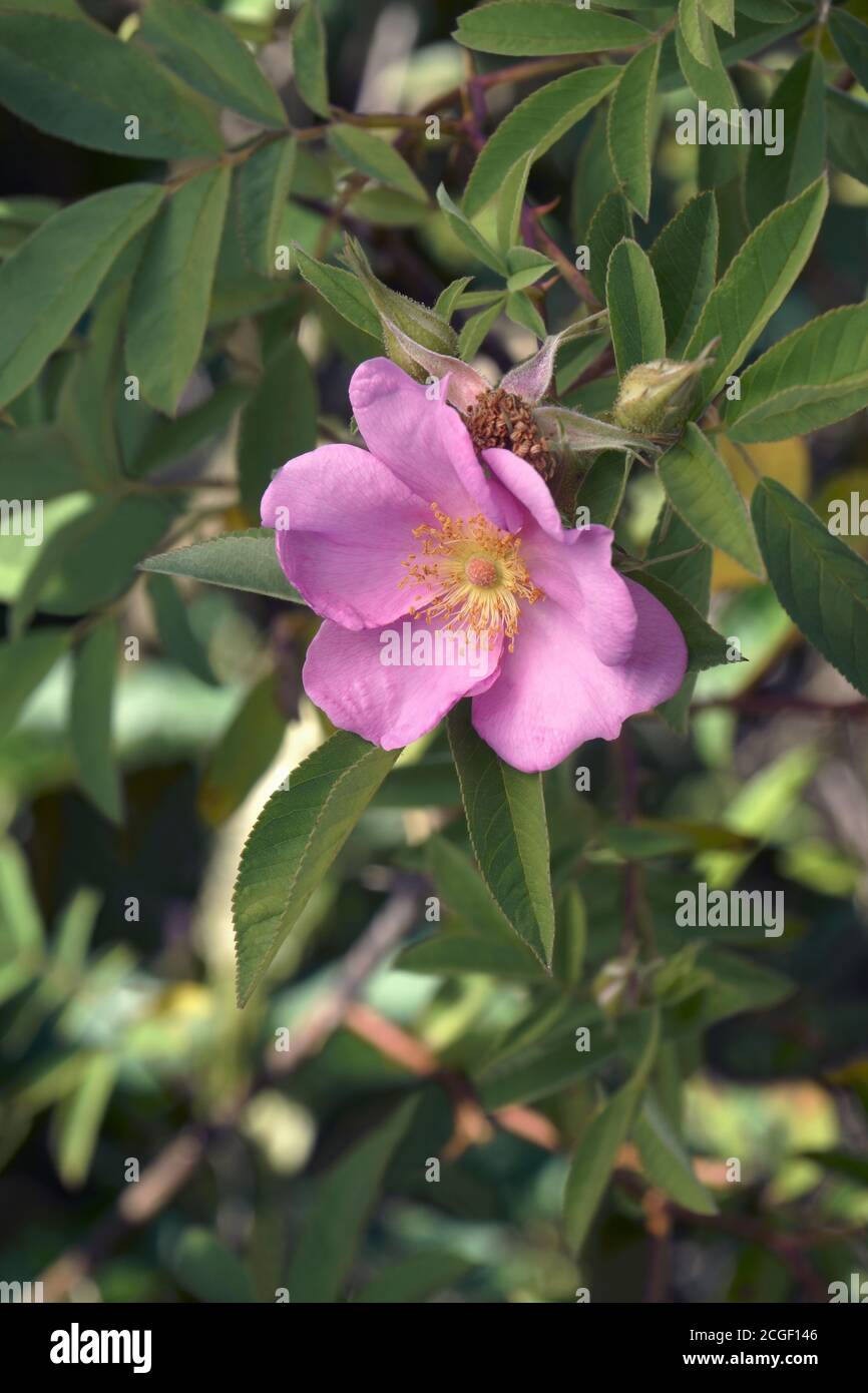 Swamp rose hi-res stock photography and images - Alamy
