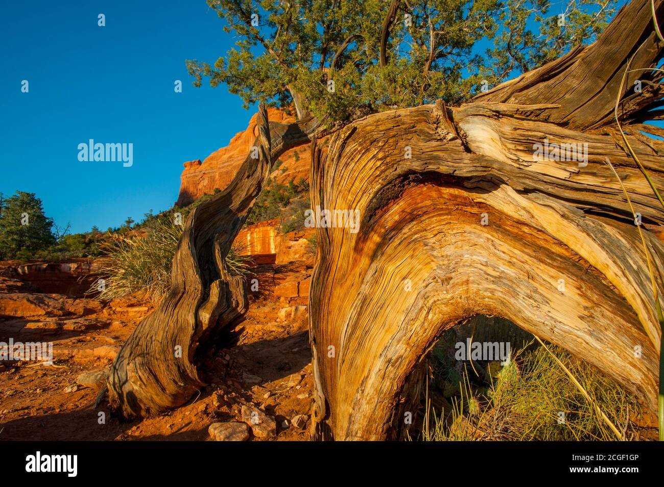 An old Juniper tree in the evening light along the Devils Kitchen Trail ...