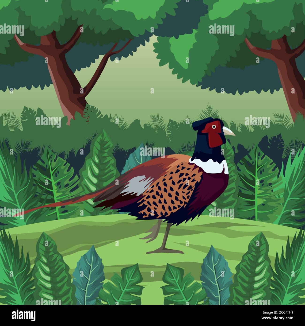wild pheasant bird in landscape vector illustration design Stock Vector ...