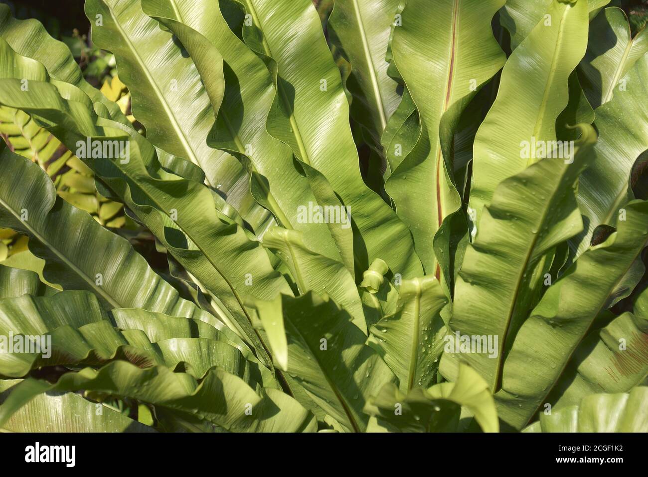 Image of leaves hi-res stock photography and images - Alamy