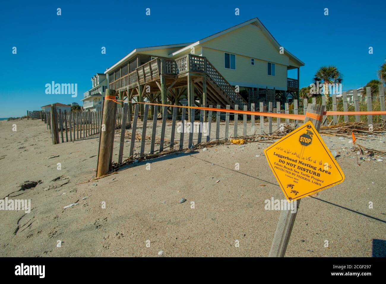 A loggerhead sea turtle (Caretta caretta) nesting site on a beach on ...