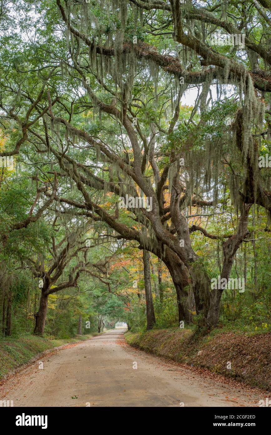 Southern live oak trees with Spanish moss (Tillandsia usneoides) in the ...