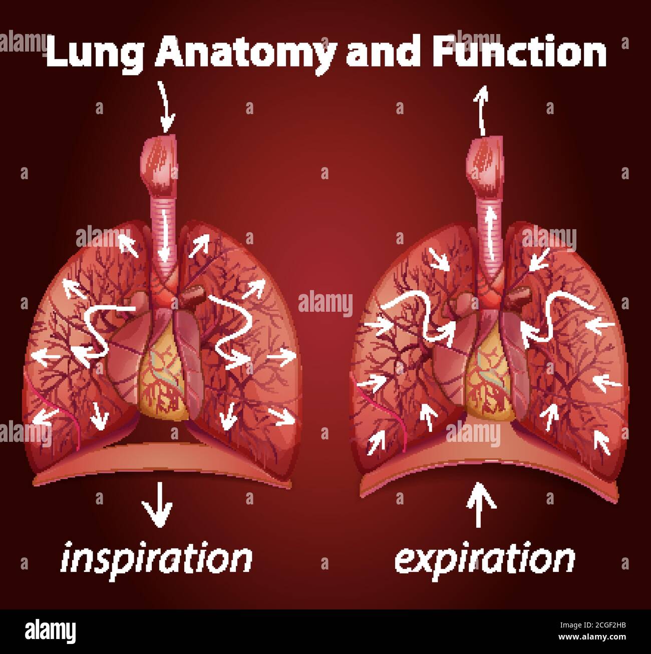 Lung anatomy and functions for education illustration Stock Vector ...