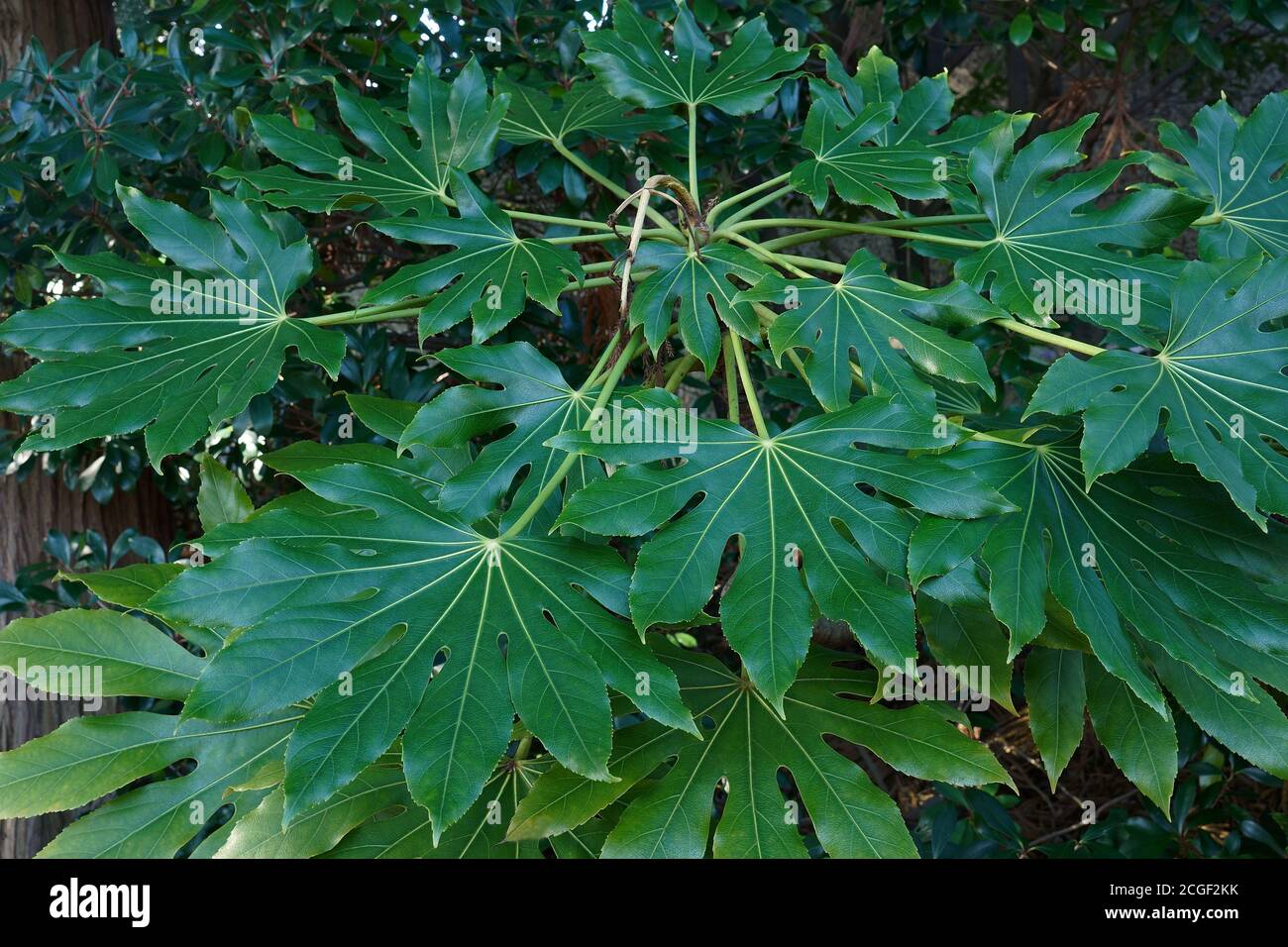 glossy-leaf-paper-plant-fatsia-japonica-called-fatsi-big-leaf-paper