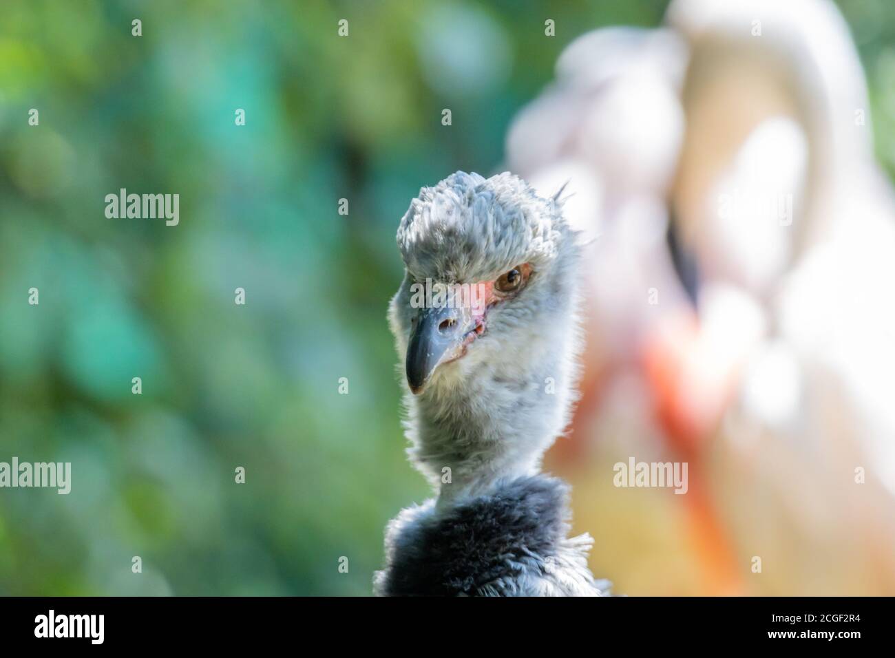 Close up southern screamer hi-res stock photography and images - Alamy