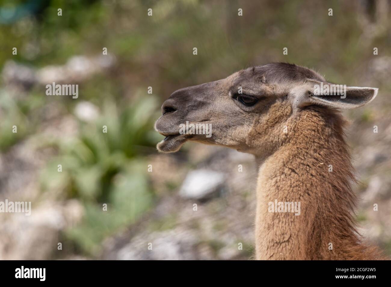 The guanaco (Lama guanicoe) is a camelid native to South America Stock ...