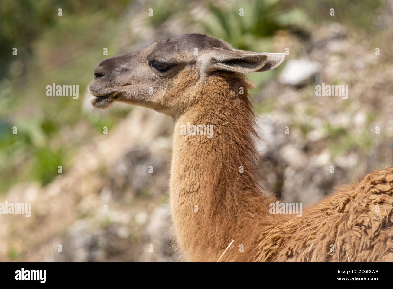 The guanaco (Lama guanicoe) is a camelid native to South America Stock ...