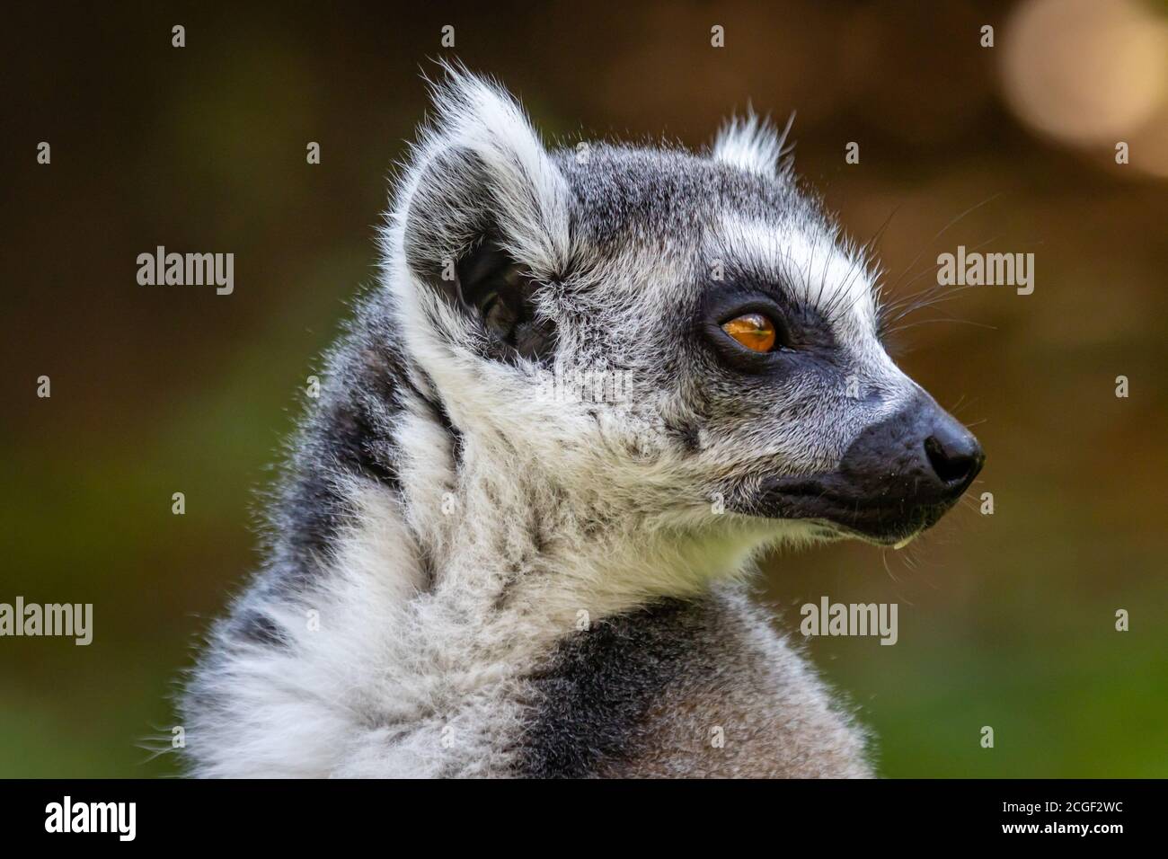 The ring-tailed lemur (Lemur catta) is a large strepsirrhine primate ...