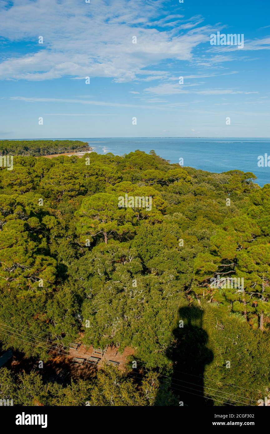 Loblolly pine pinus taeda hi-res stock photography and images - Alamy